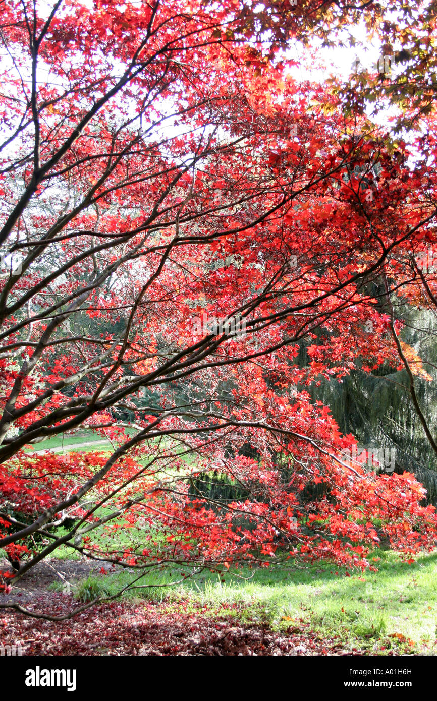 Acer europa hi-res stock photography and images - Alamy