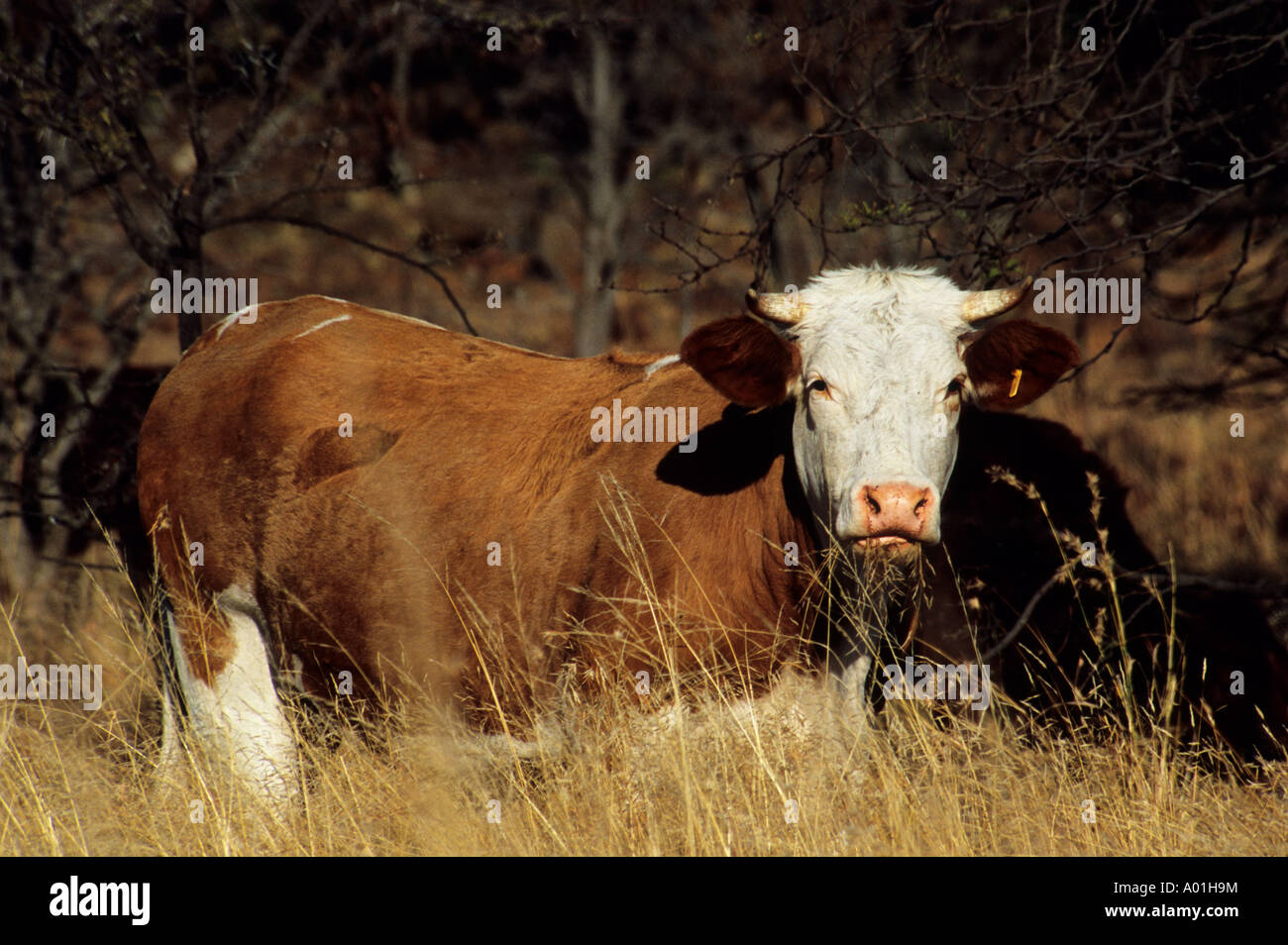 Agriculture, farming, cattle, South Africa, animal standing in grass ...