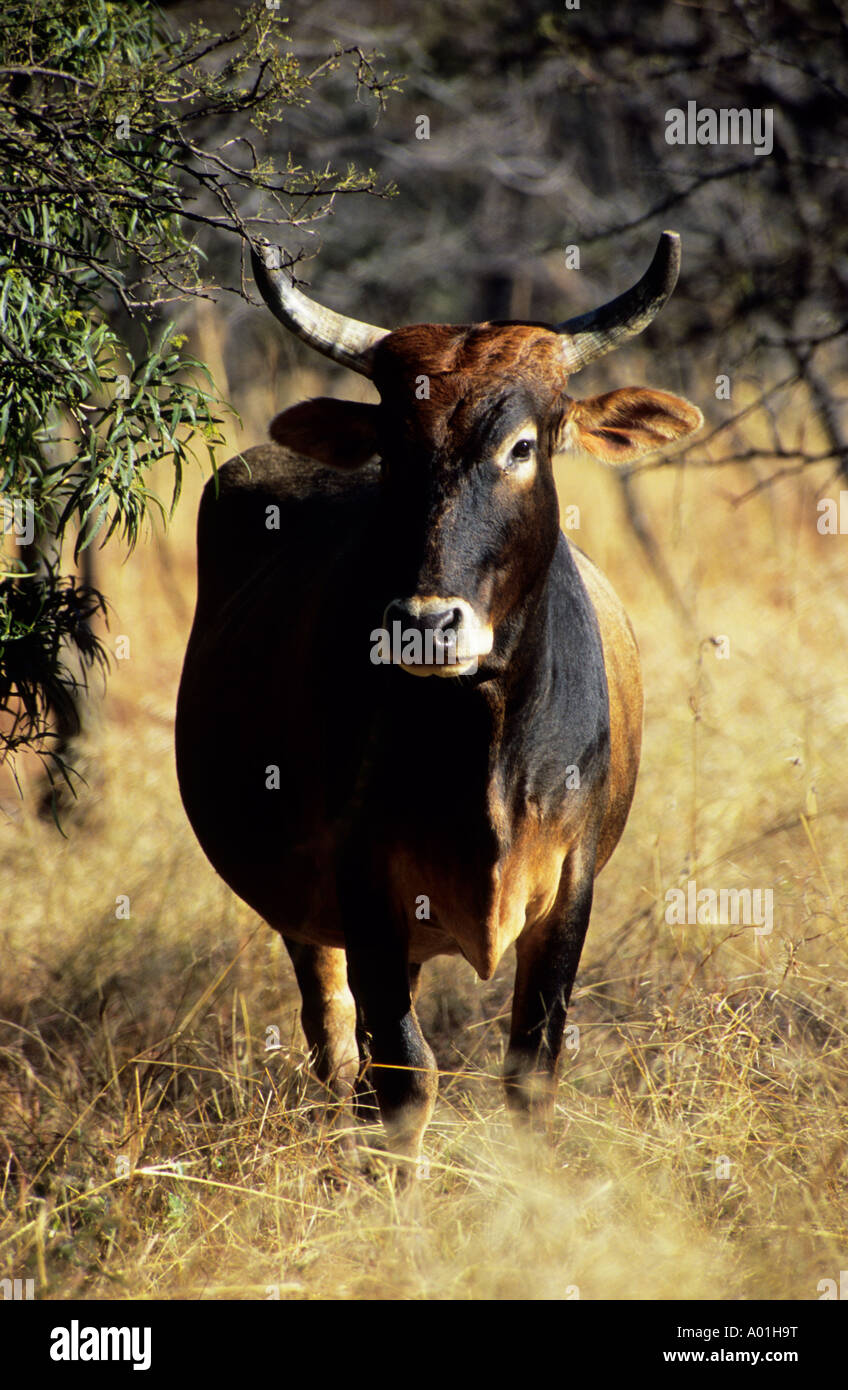 Animal, farming, ox standing in grass, Bos Taurus, organic meat ...