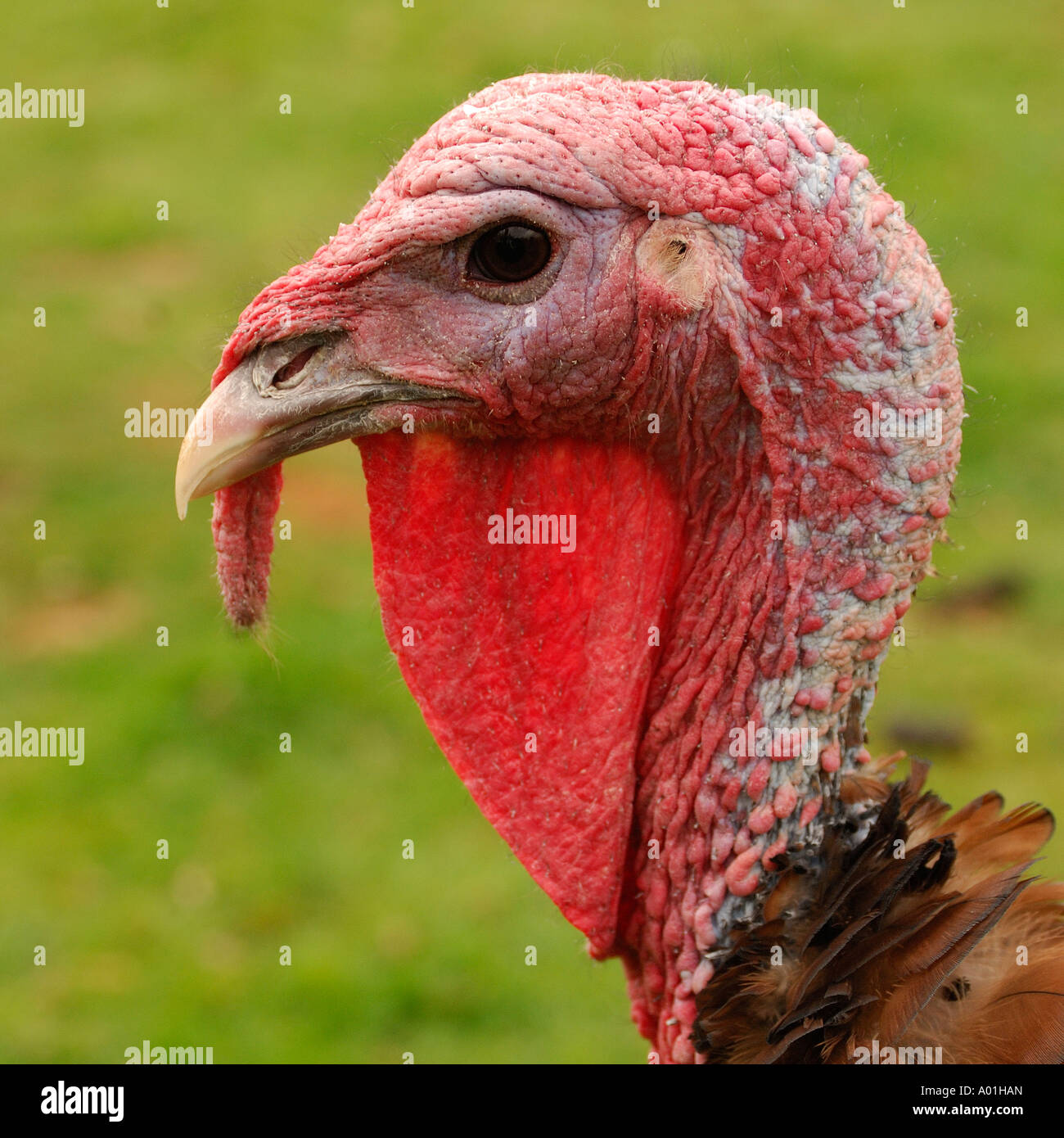 Very sharp and highly detailed close up head and neck portrait of a ...