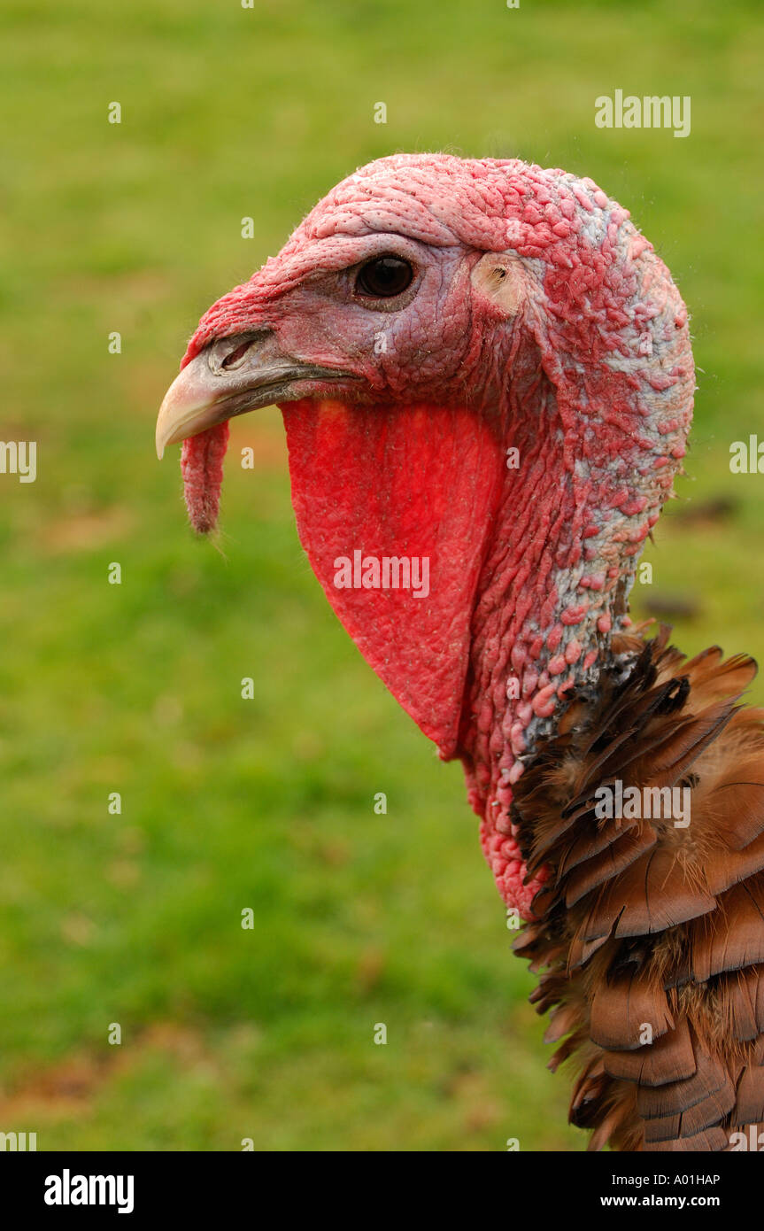 Very sharp and highly detailed close up head and neck portrait of a ...