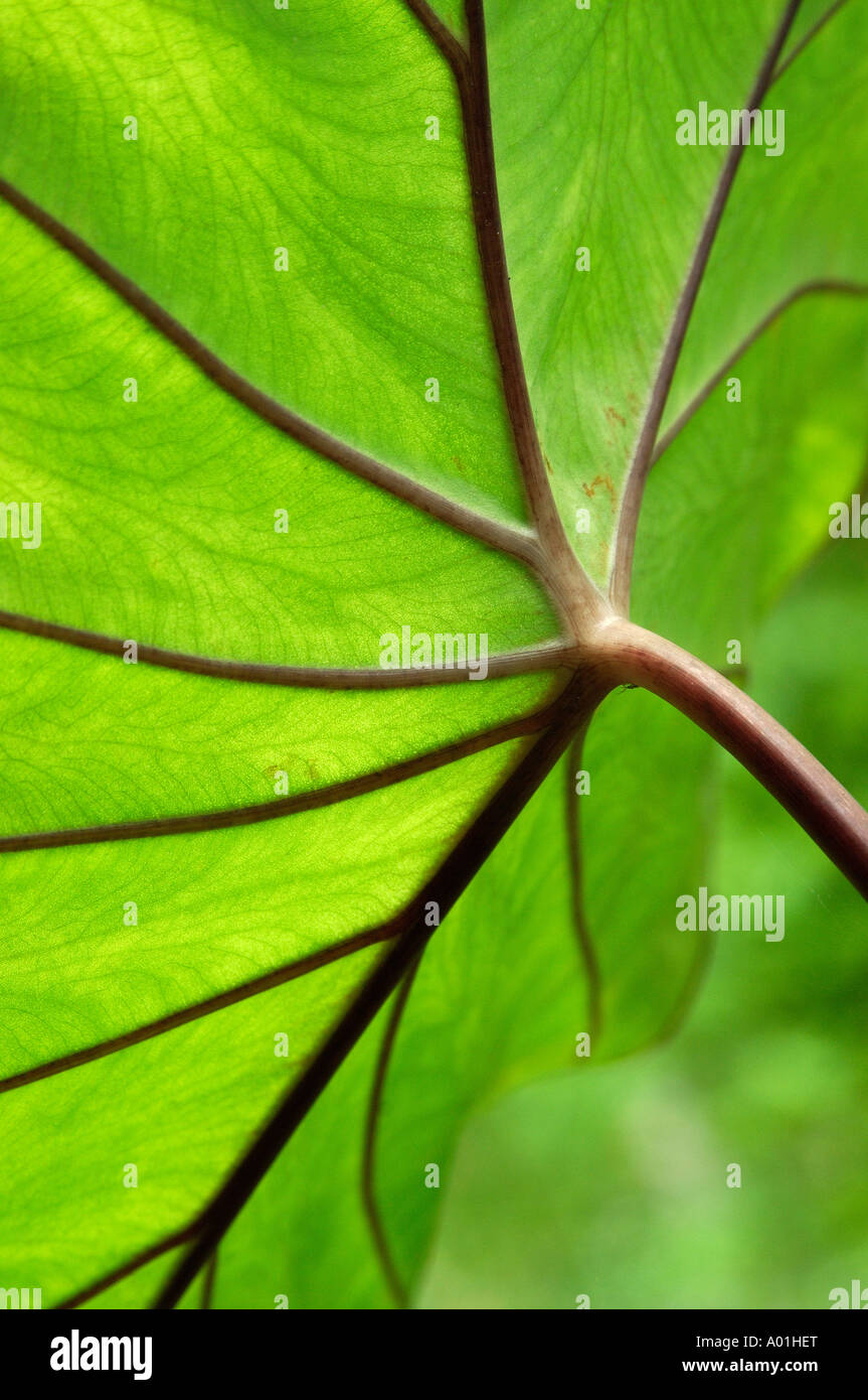 Close up abstract view of the underside of a large green translucent ...
