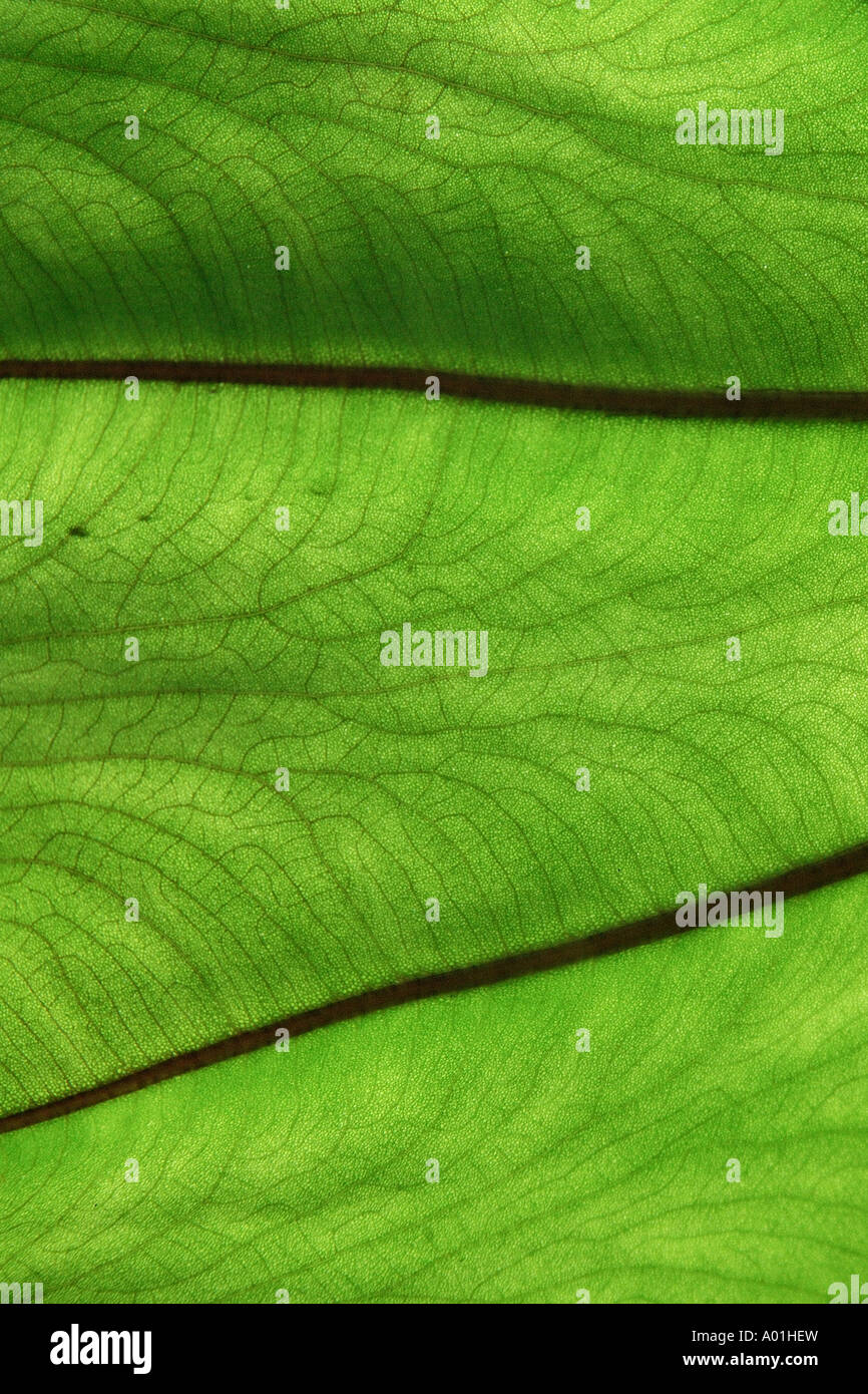 Large veiny leaf hi-res stock photography and images - Alamy