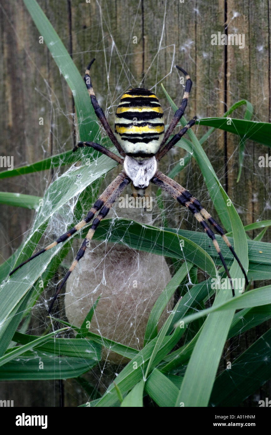 Spider Cocoons Woman Spider Web Cocoon Hi Res Stock Photography And