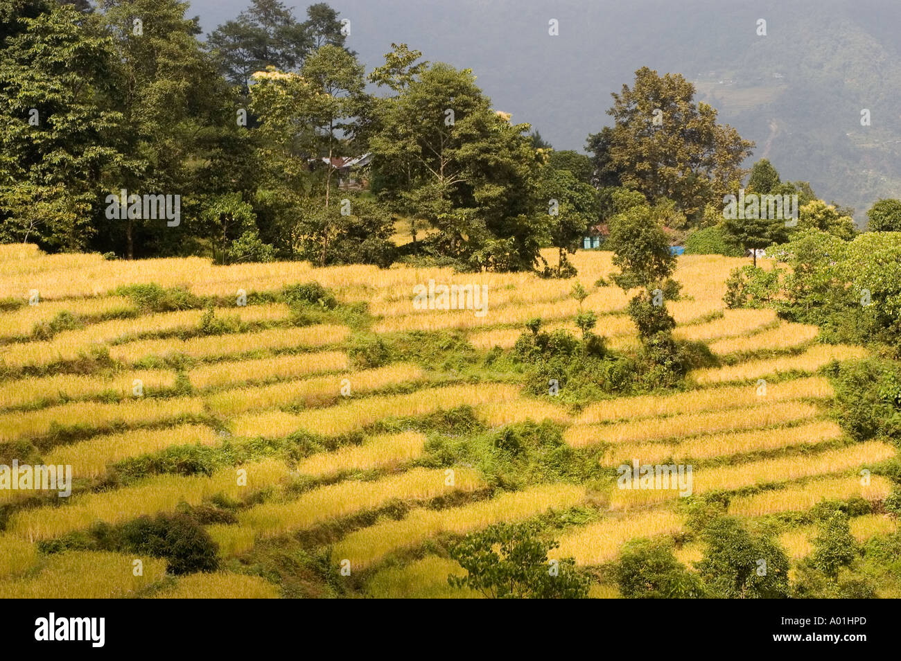 Yellow barley terrace fields near Gangtok Sikkim India Stock Photo - Alamy