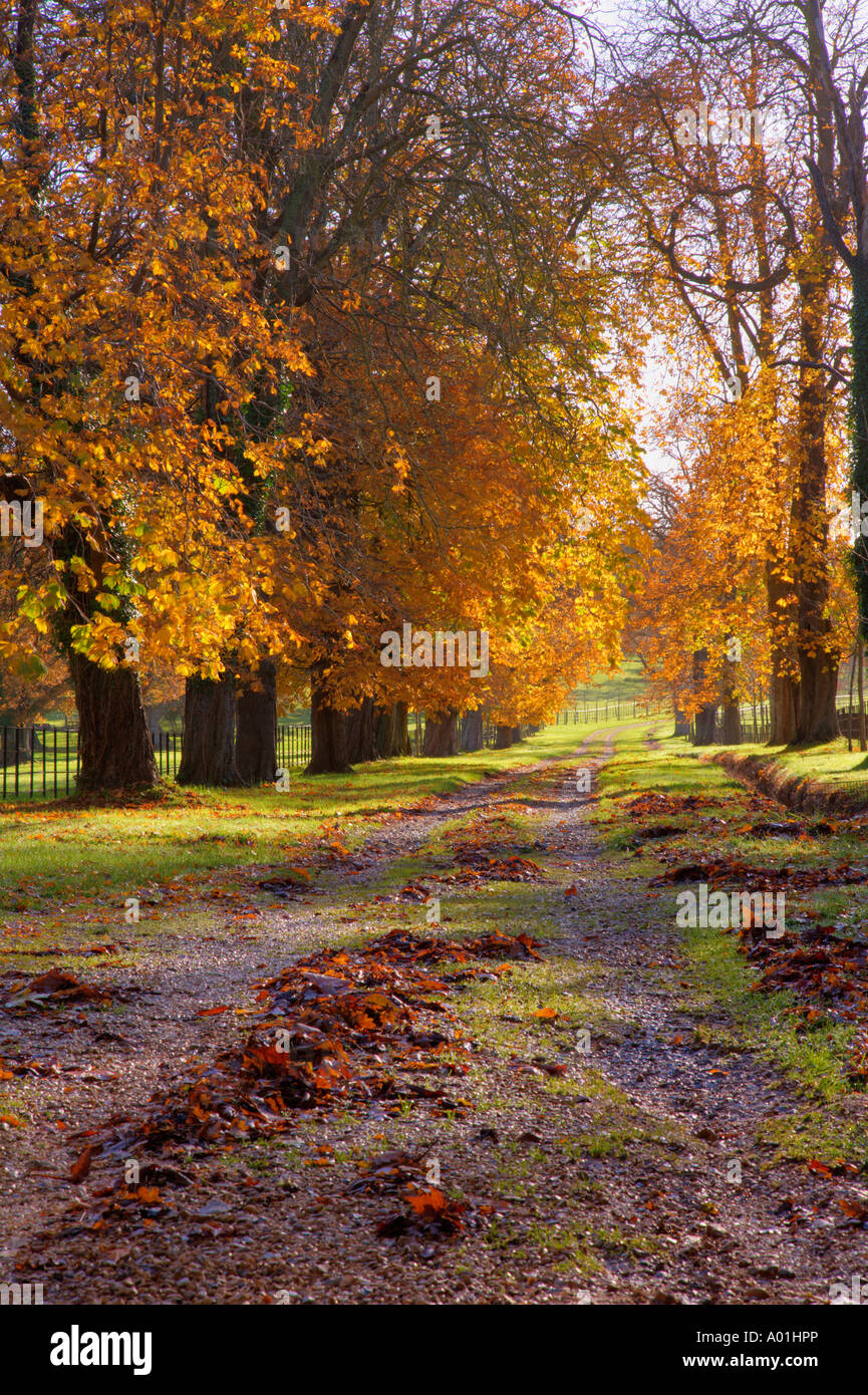 Private tree lined drive to estate in Autumn Stock Photo - Alamy