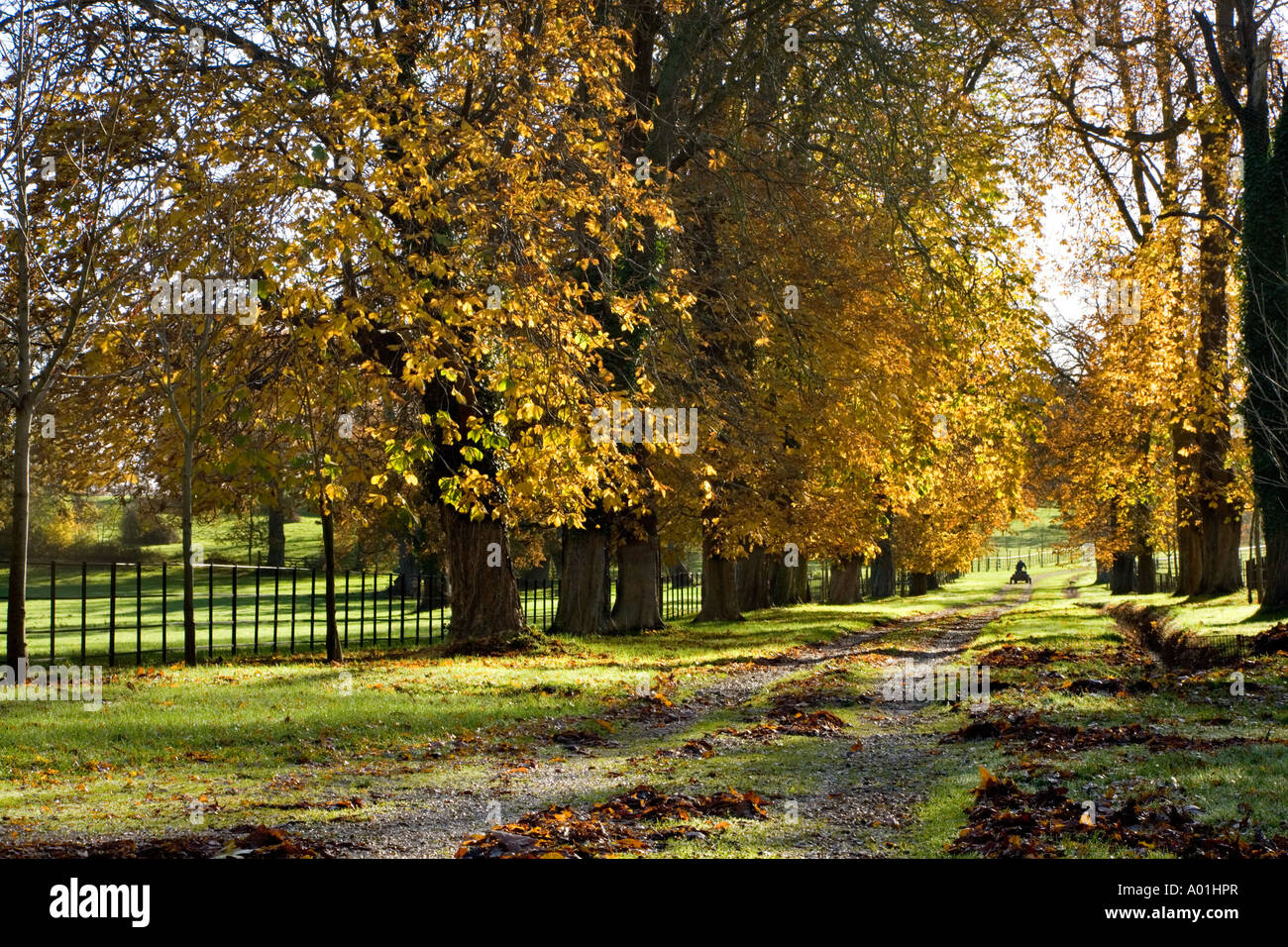 Private tree lined drive to estate in Autumn Stock Photo - Alamy
