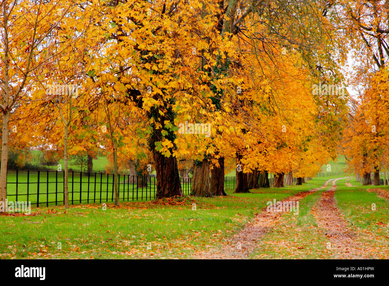 Private tree lined drive to estate in Autumn Stock Photo - Alamy
