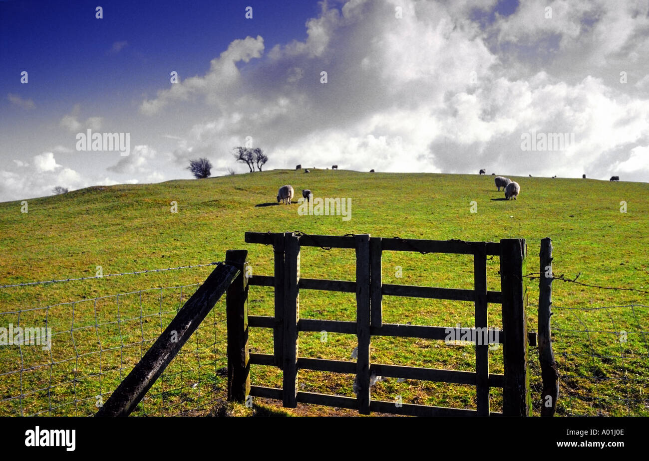 Sheep gate hi-res stock photography and images - Alamy