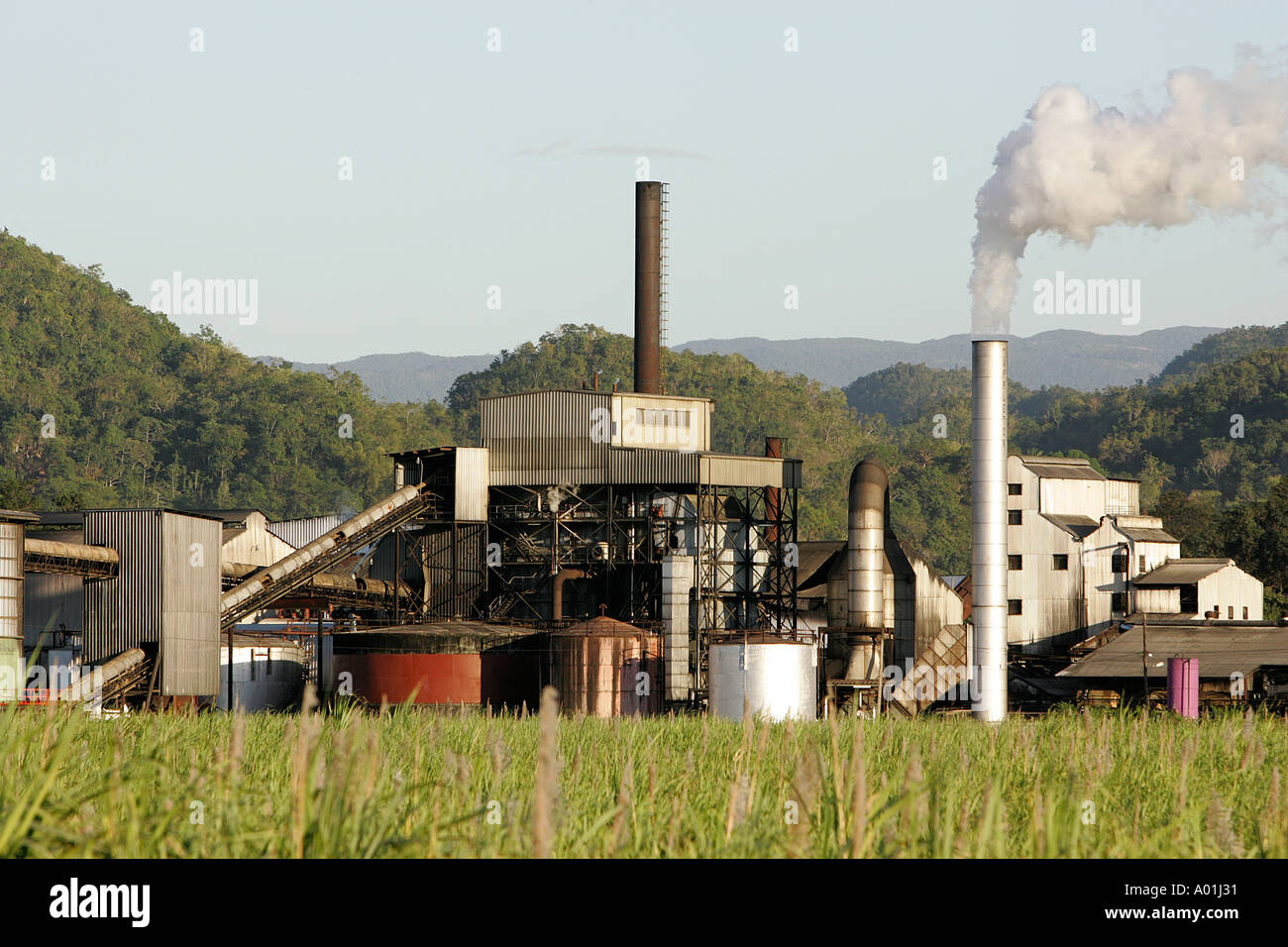 Sugarcane fields surround the Appleton rum distillery, Jamaica Stock ...