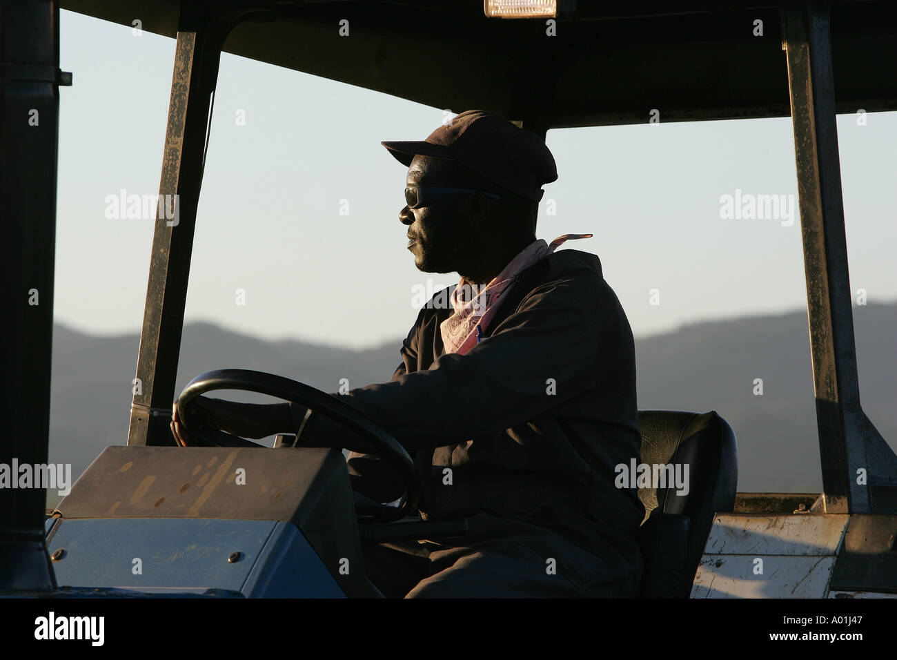 A worker for the Appleton Estate drives a tractor in the sugar cane ...
