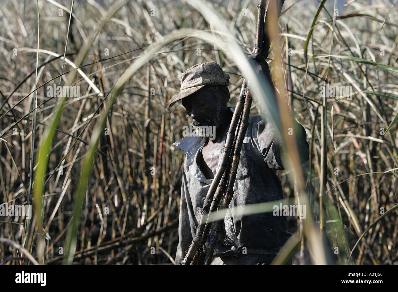 A worker harvests sugarcane. Wages are paid daily by the weight of cane ...