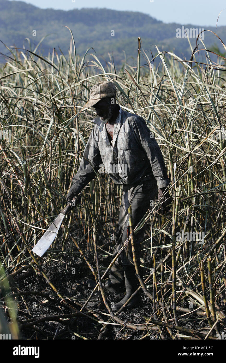 A worker harvests sugarcane. Wages are paid daily by the weight of cane ...