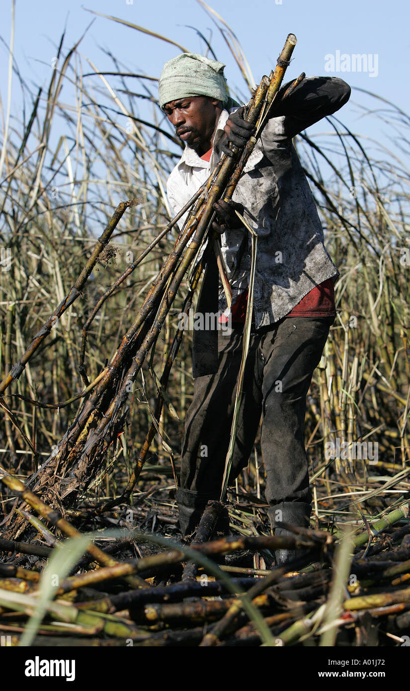 A worker harvests sugarcane. Wages are paid daily by the weight of cane ...