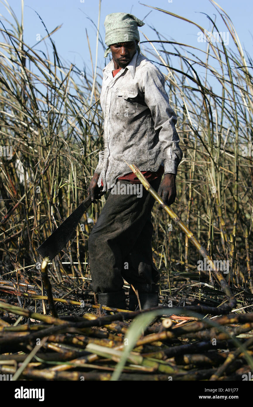 Sugar Cane Field Worker High Resolution Stock Photography and Images ...