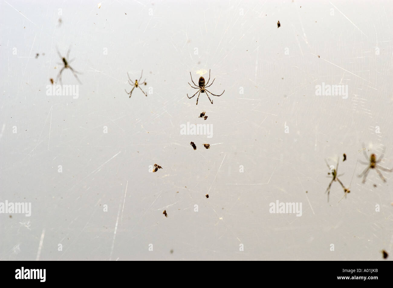 Many spiders on their web Sikkim India Stock Photo - Alamy