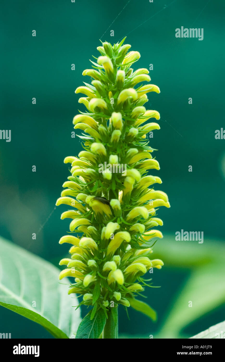 Brazilian plume flower hi-res stock photography and images - Alamy