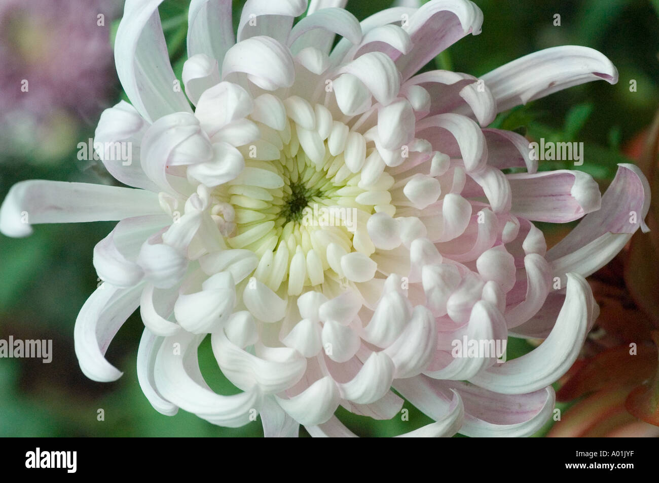 Close up of bloom flower of White Chrysanthemum Sikkim India Stock ...