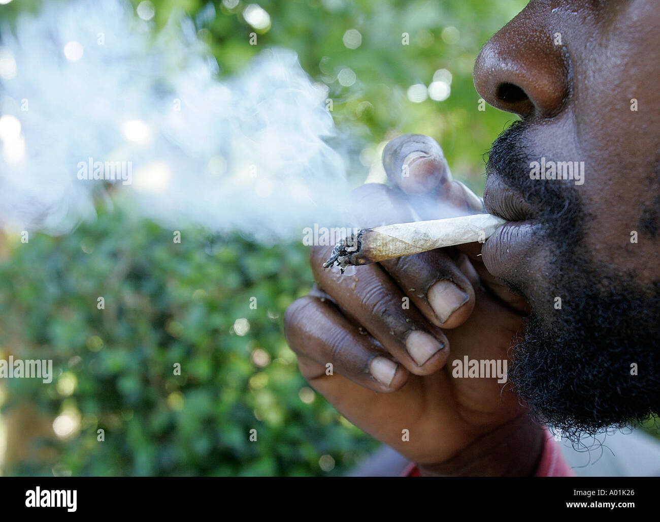 Jamaica man smoking marijuana hi-res stock photography and images - Alamy