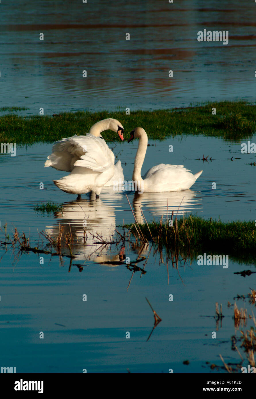 Swans pairing for breeding Stock Photo - Alamy