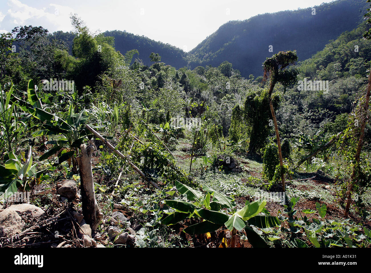 Jamaica countryside hi-res stock photography and images - Alamy