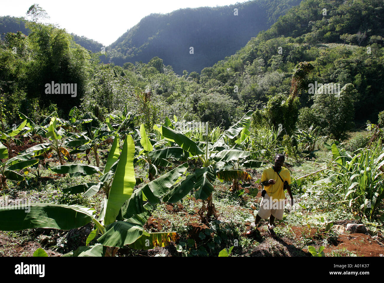 Mountains in jamaica hi-res stock photography and images - Alamy