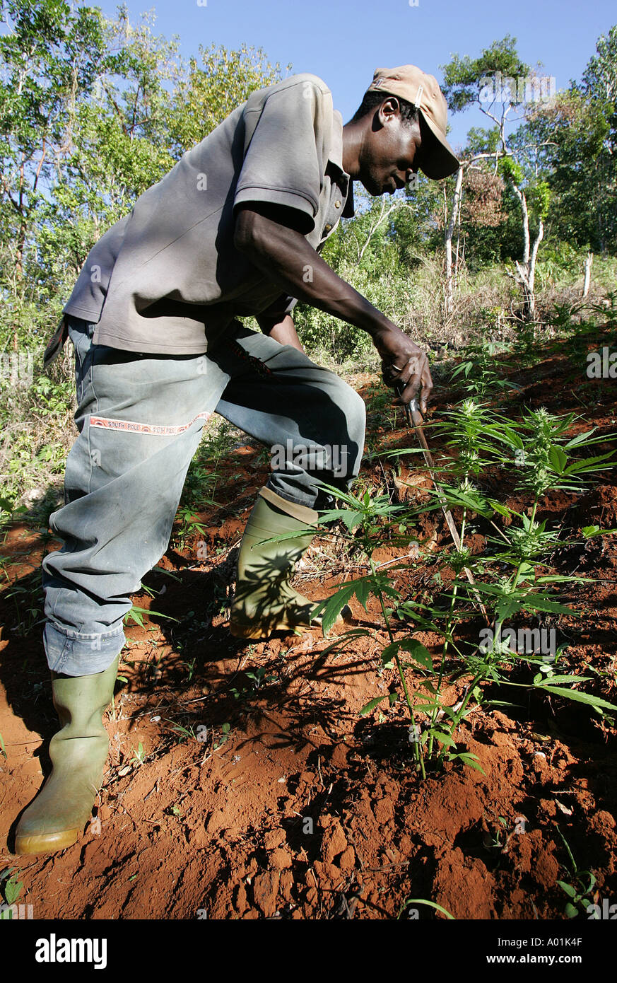 Marijuana plants jamaica hi-res stock photography and images - Alamy