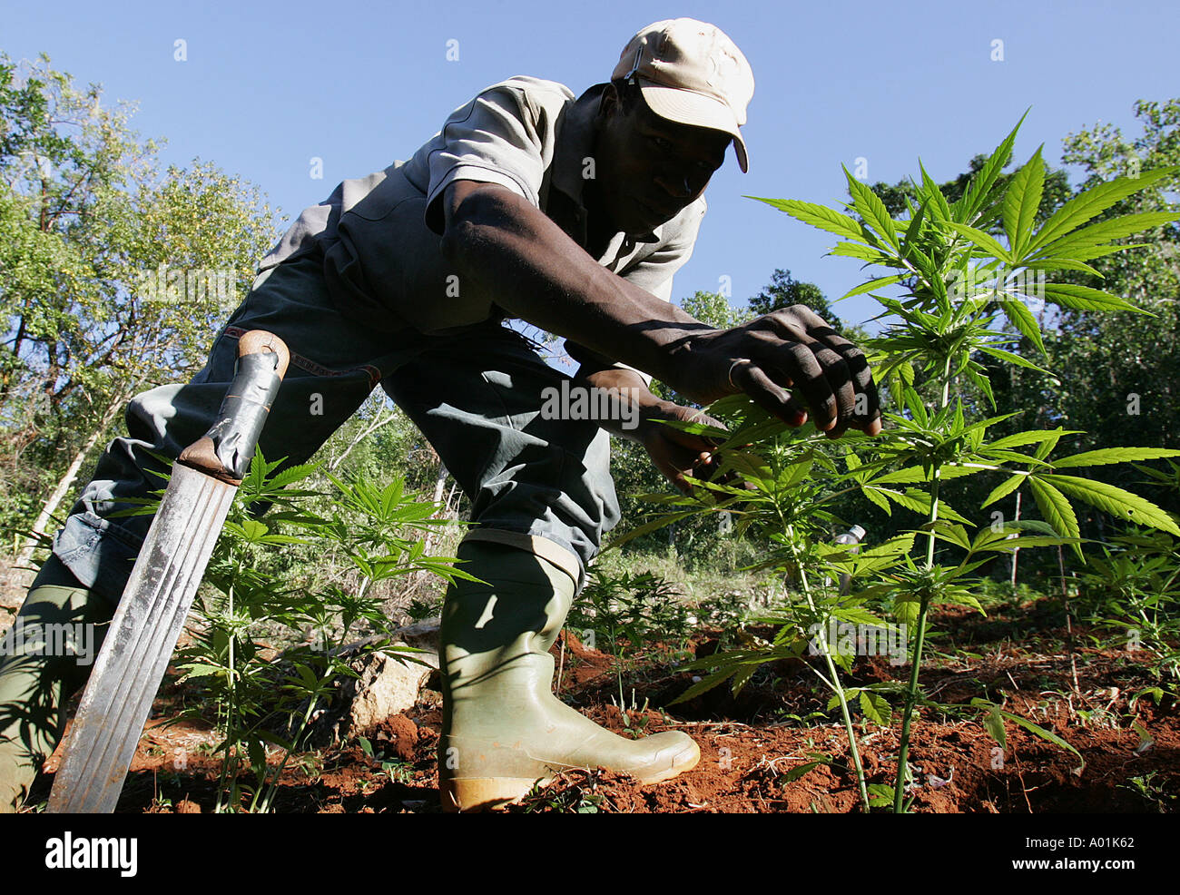 Marijuana plants jamaica hi-res stock photography and images - Alamy
