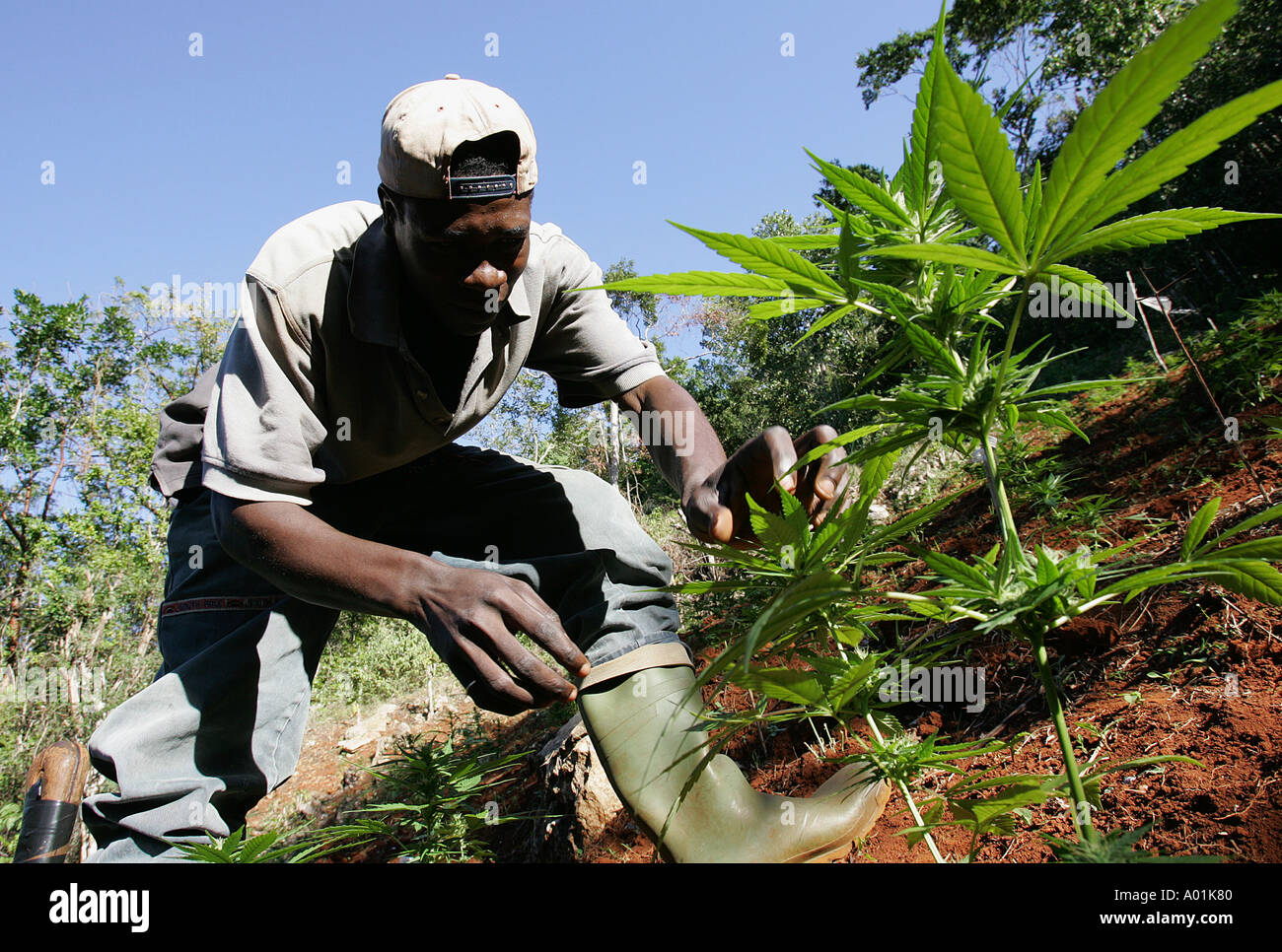 Marijuana plants jamaica hi-res stock photography and images - Alamy
