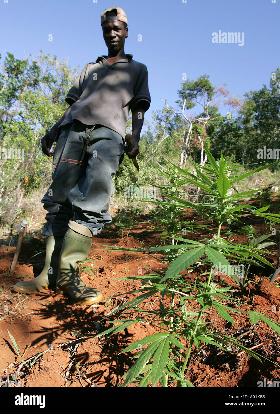 Marijuana plants jamaica hi-res stock photography and images - Alamy
