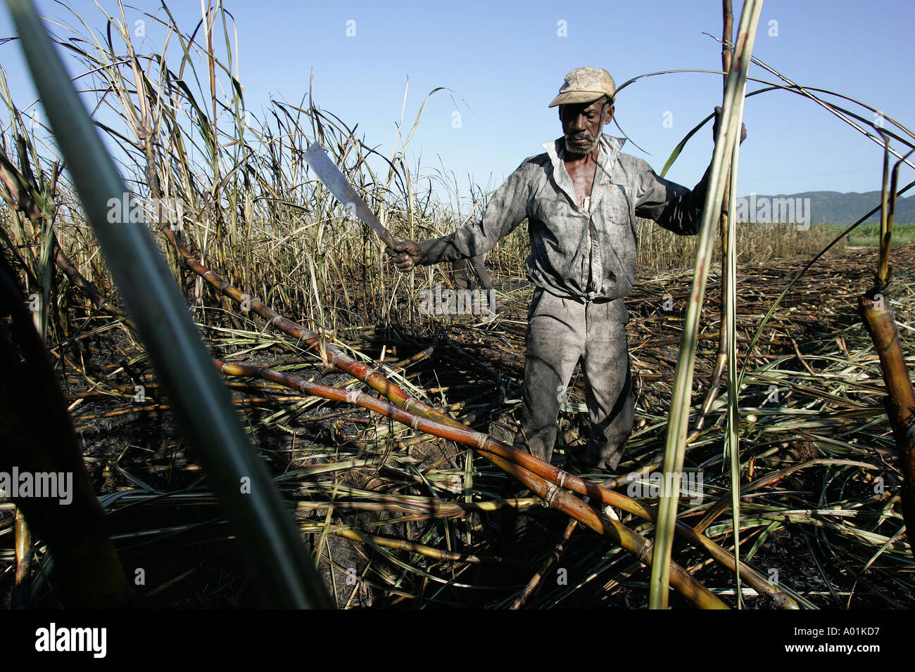 A worker harvests sugarcane. Wages are paid daily by the weight of cane ...