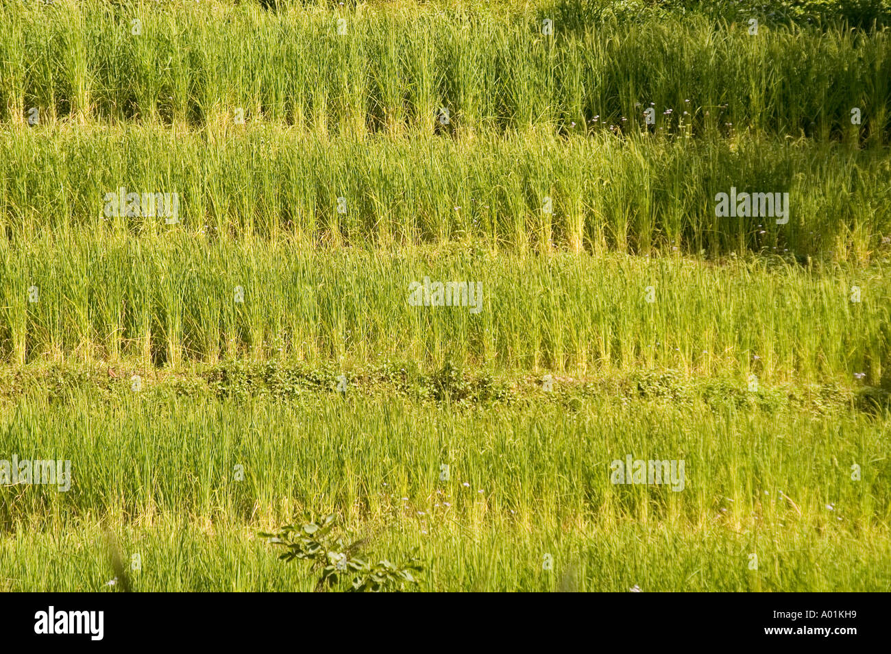 Green paddy rice field in Kalimpong West Bengal India Stock Photo - Alamy