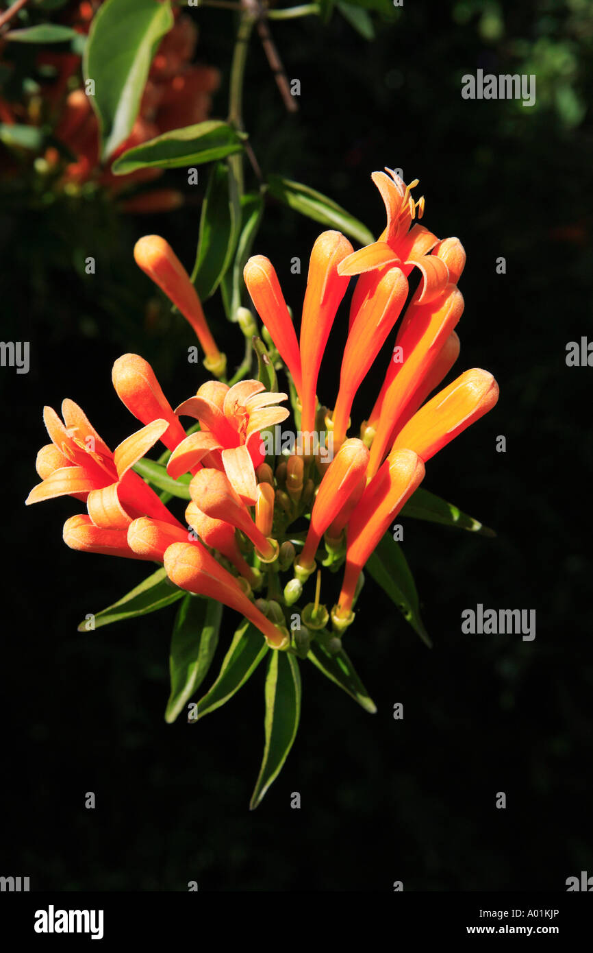 Orange trumpet vine pyrostegia ignea hi-res stock photography and ...