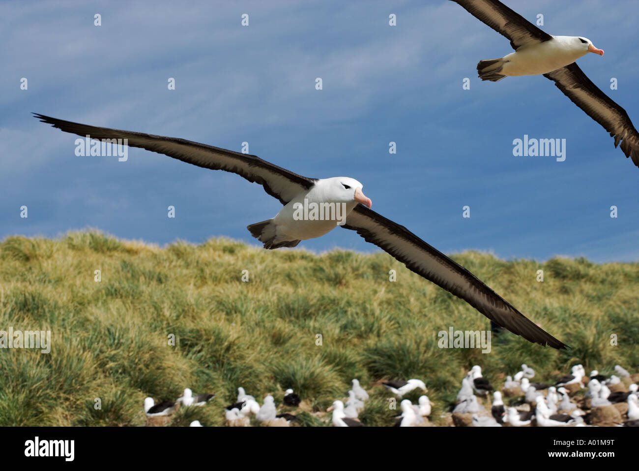 Antarctic albatross hi-res stock photography and images - Alamy