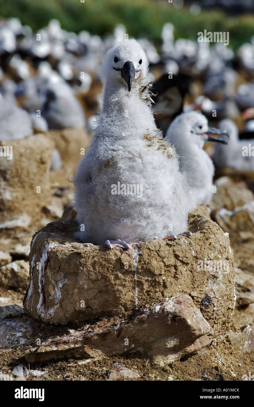 Black Browed Albatross Chick Diomedea melanophris Steeple Jason Island ...