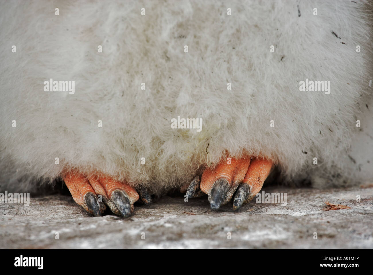 Penguin pygoscelis papua webbed feet hi-res stock photography and ...