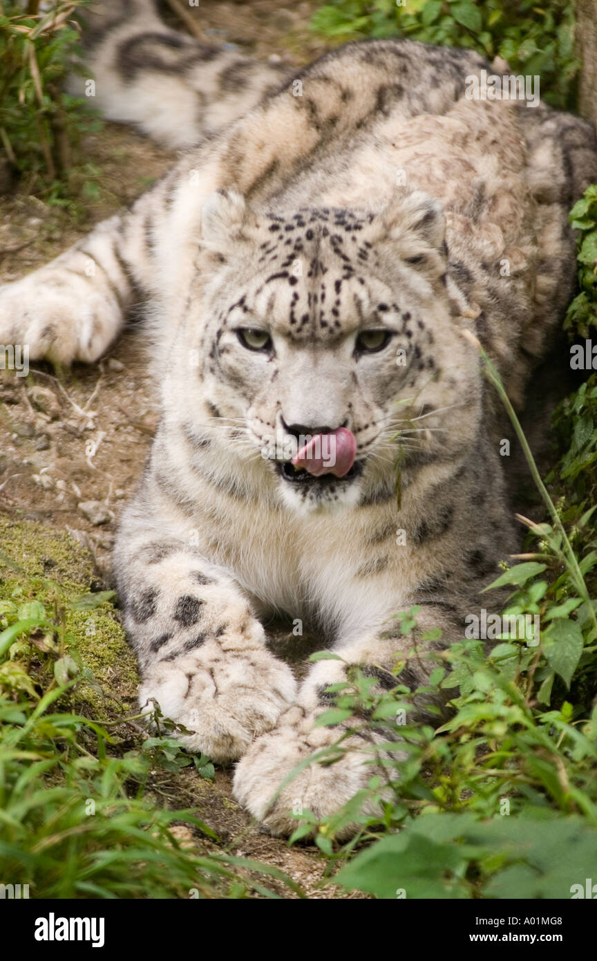 Snow Leopard Panthera Unica Stock Photo - Alamy