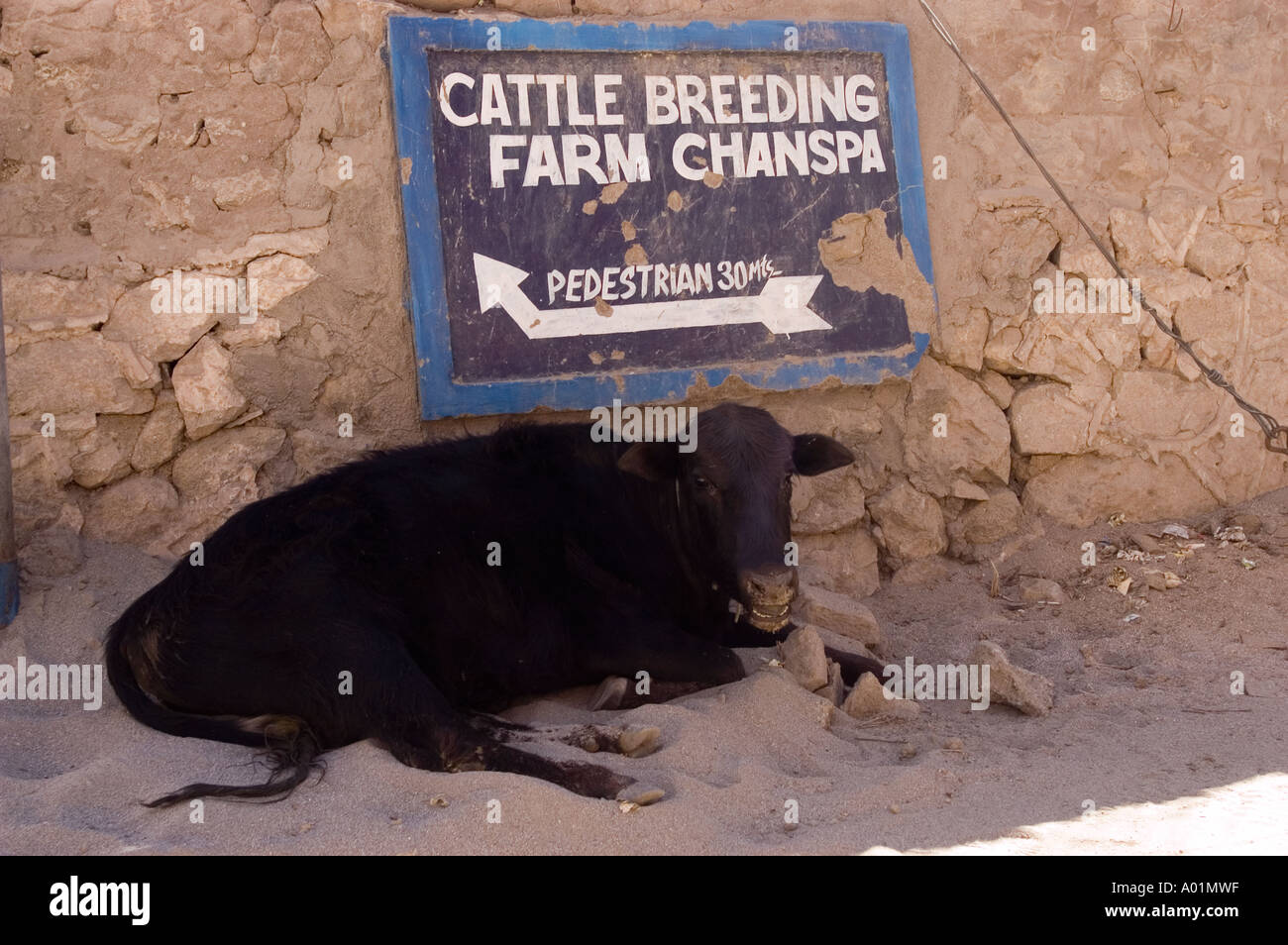 Cow lying under Cattle Breeding Farm sign Leh Ladakh India Stock Photo ...
