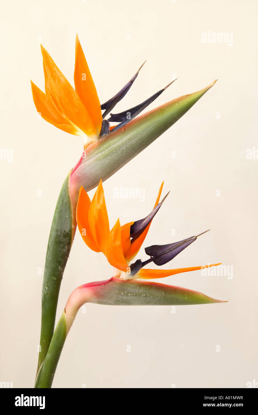 Two Strelitzia Bird of Paradise flower stems pointing up to the right ...