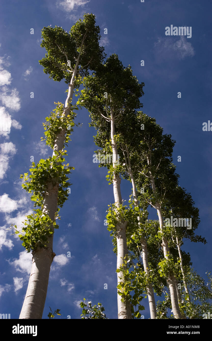 Big poplar trees as grown in Ladakh India Stock Photo - Alamy