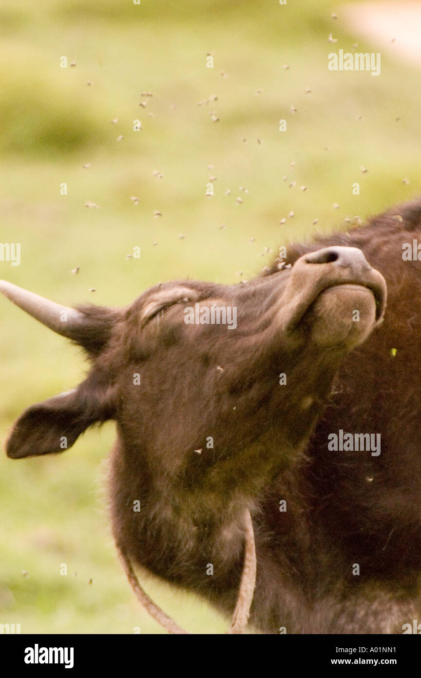 Gad flies hi-res stock photography and images - Alamy