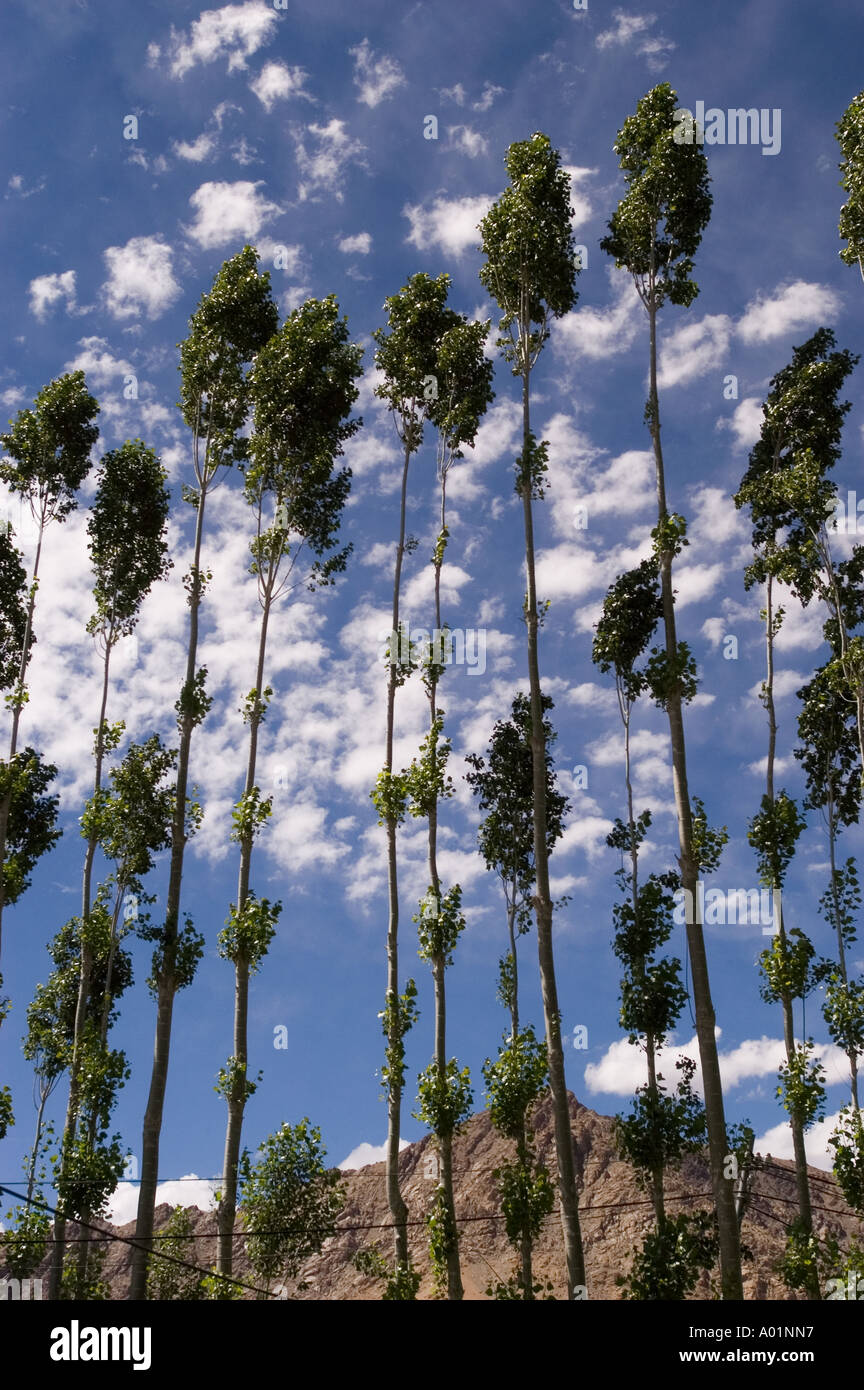 Big poplar trees as grown in Ladakh India Stock Photo - Alamy