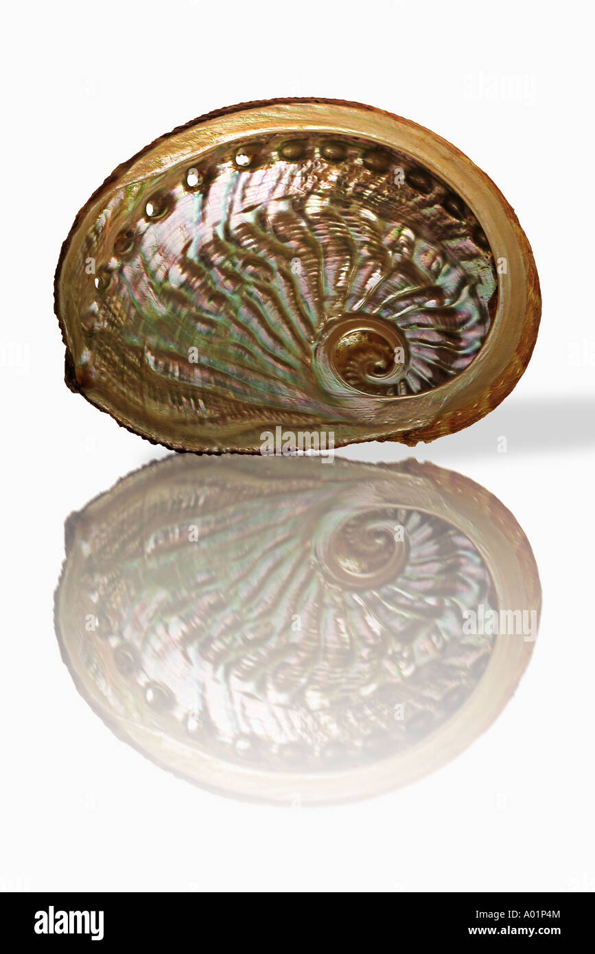Emma s Abalone Haliotis emmae Indian and Pacific ocean On white ...