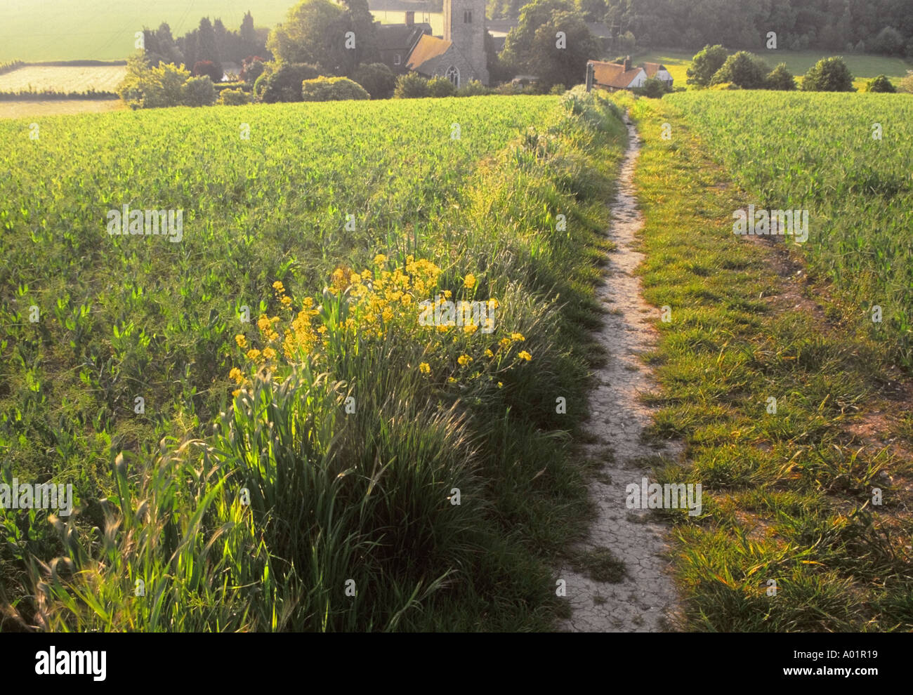 The pilgrims way kent hi-res stock photography and images - Alamy