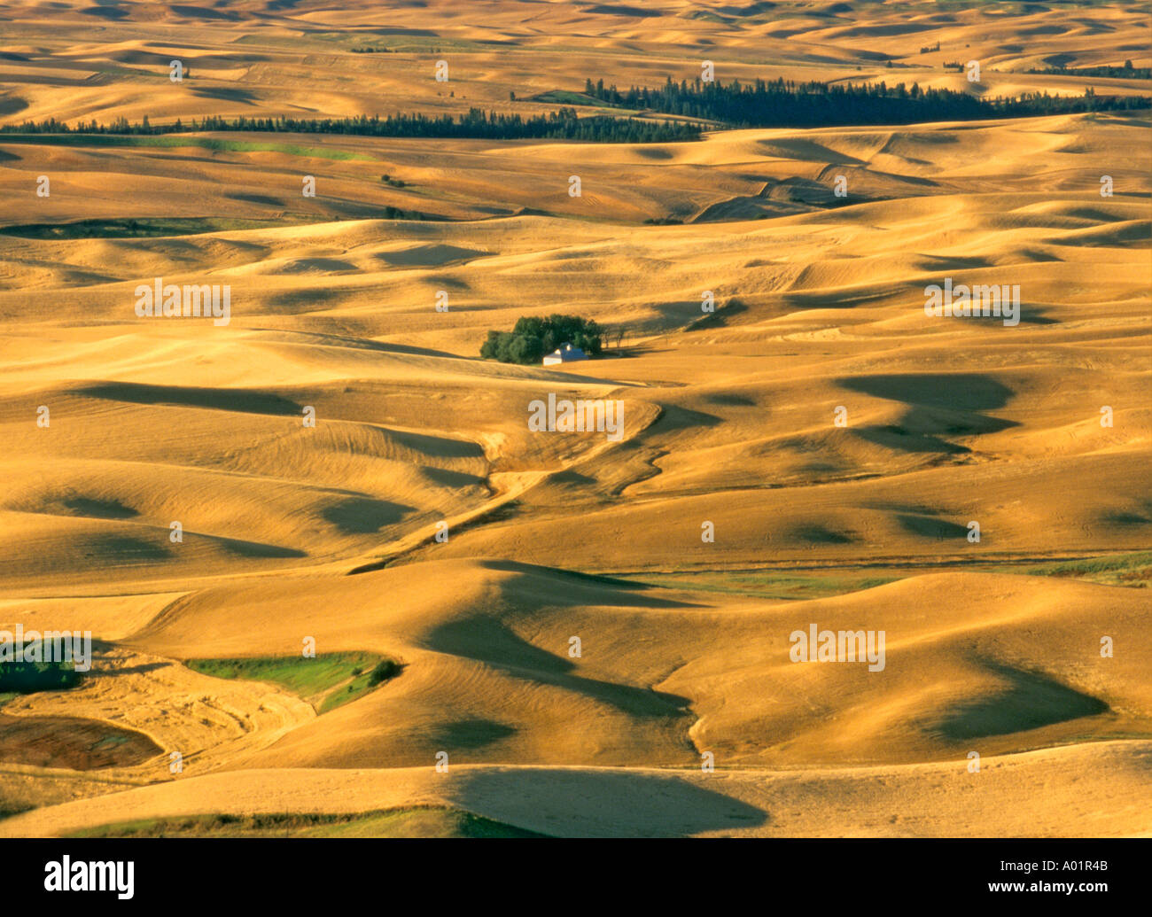 Eastern Washington Wheat Fields 2,382 Palouse Hills Stock Photos