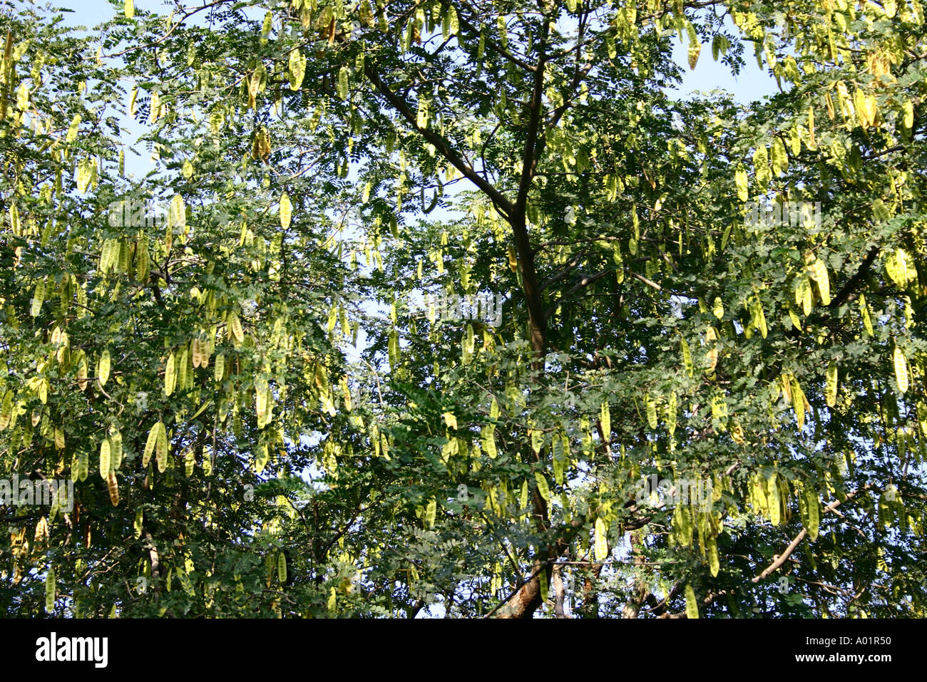 RSC0491 Semhal tree Semhal cotton is used in the Indian pillow Healthy ...