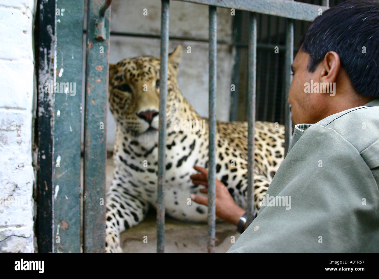 RSC0493 Zoo keeper man playing with the caged Leopard in Gandhi Nagar ...
