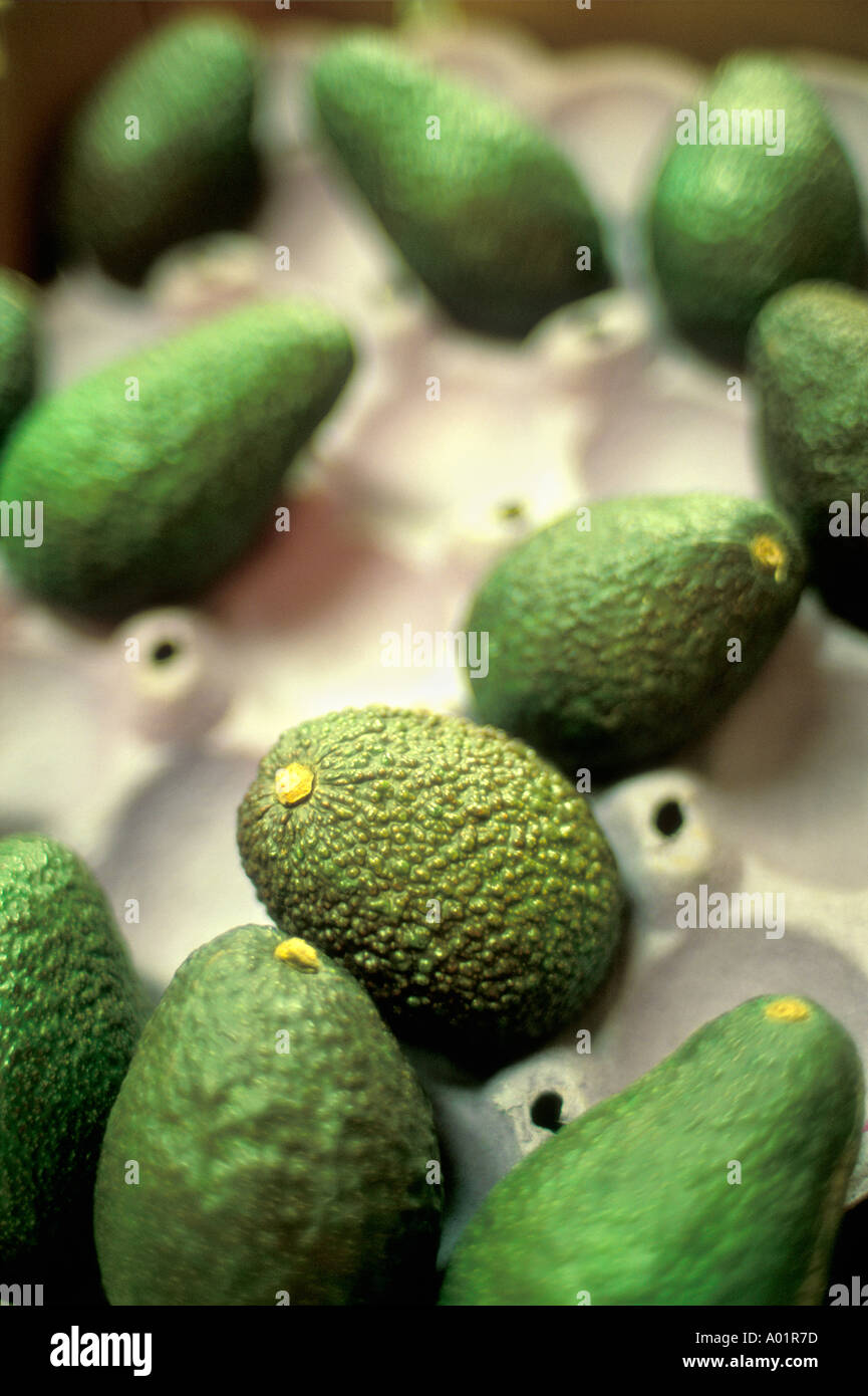 HAAS AVOCADOS IN SHIPPING CARTON Stock Photo - Alamy