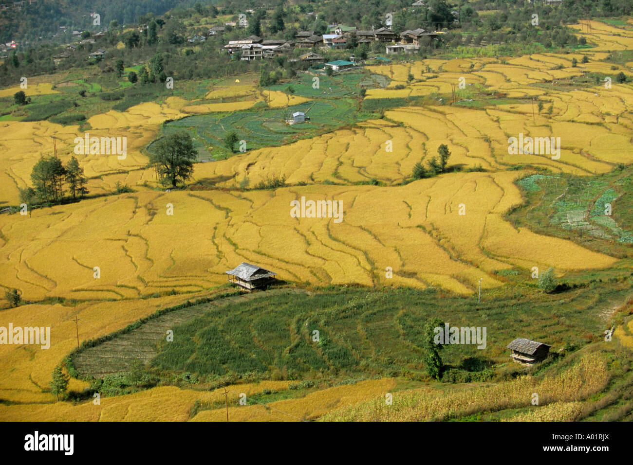India Himachal Pradesh Kullu Valley farmland rice fields Stock Photo ...