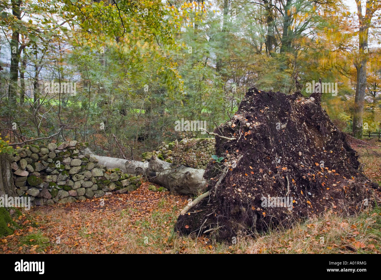 Broken dry stone wall fallen tree with large root ball exposed in mixed ...